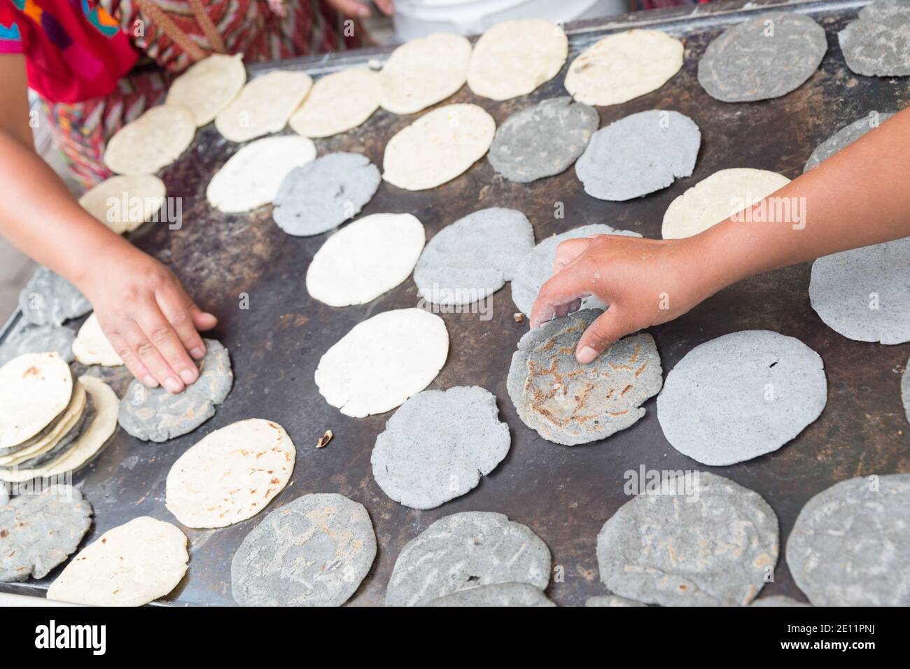 Close-up of indigenous women's hands making corn tortillas Stock Photo ...