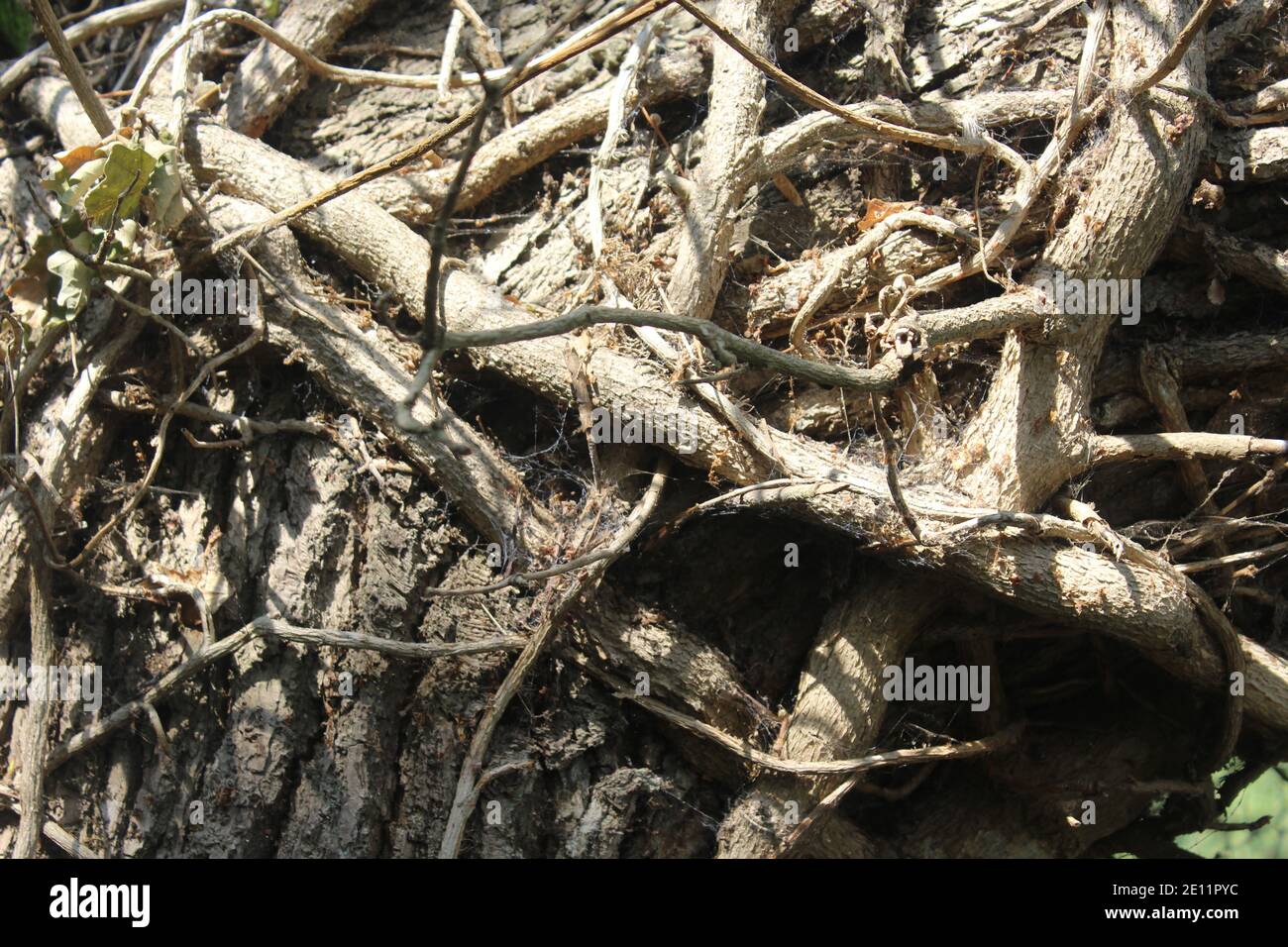 Tree Bark and Vines Stock Photo - Alamy