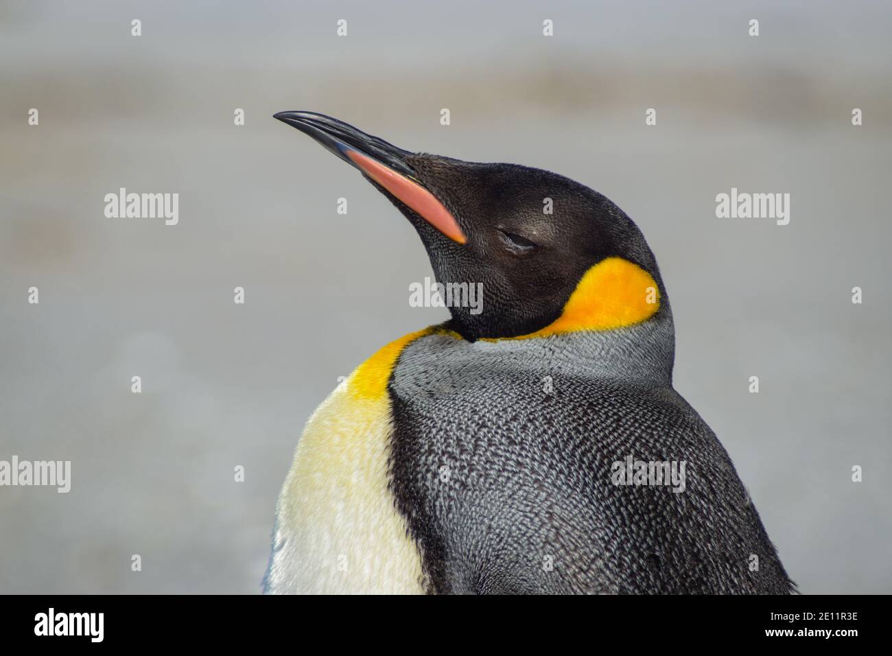 Side profile of a King Penguin standing on a beach in the Falkland ...