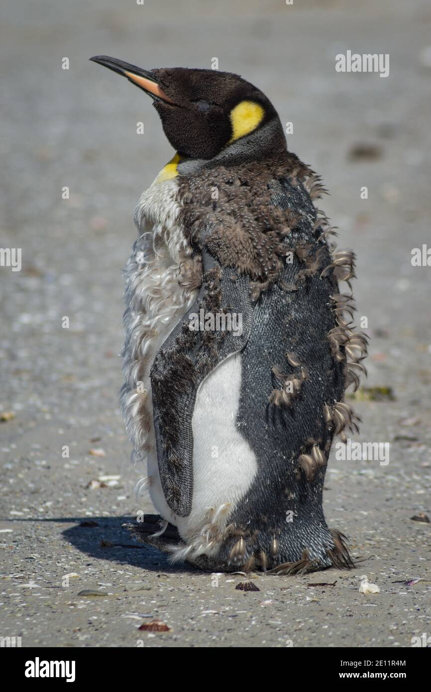 A young King Penguin molting on Yorke Bay, a white sand beach in ...