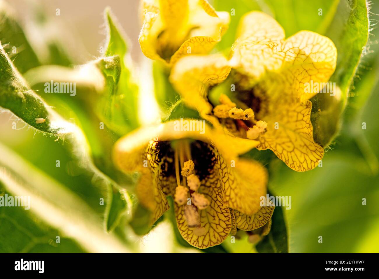 Black Henbane, Medieval Medicine Plant With Flower Stock Photo - Alamy