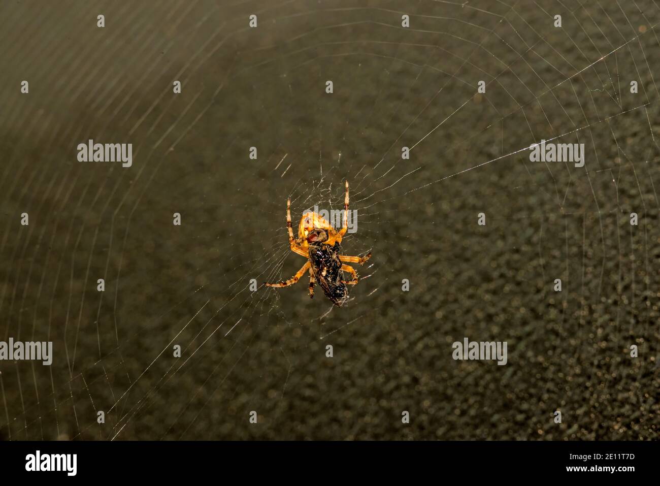 Spider net with victims hi-res stock photography and images - Alamy