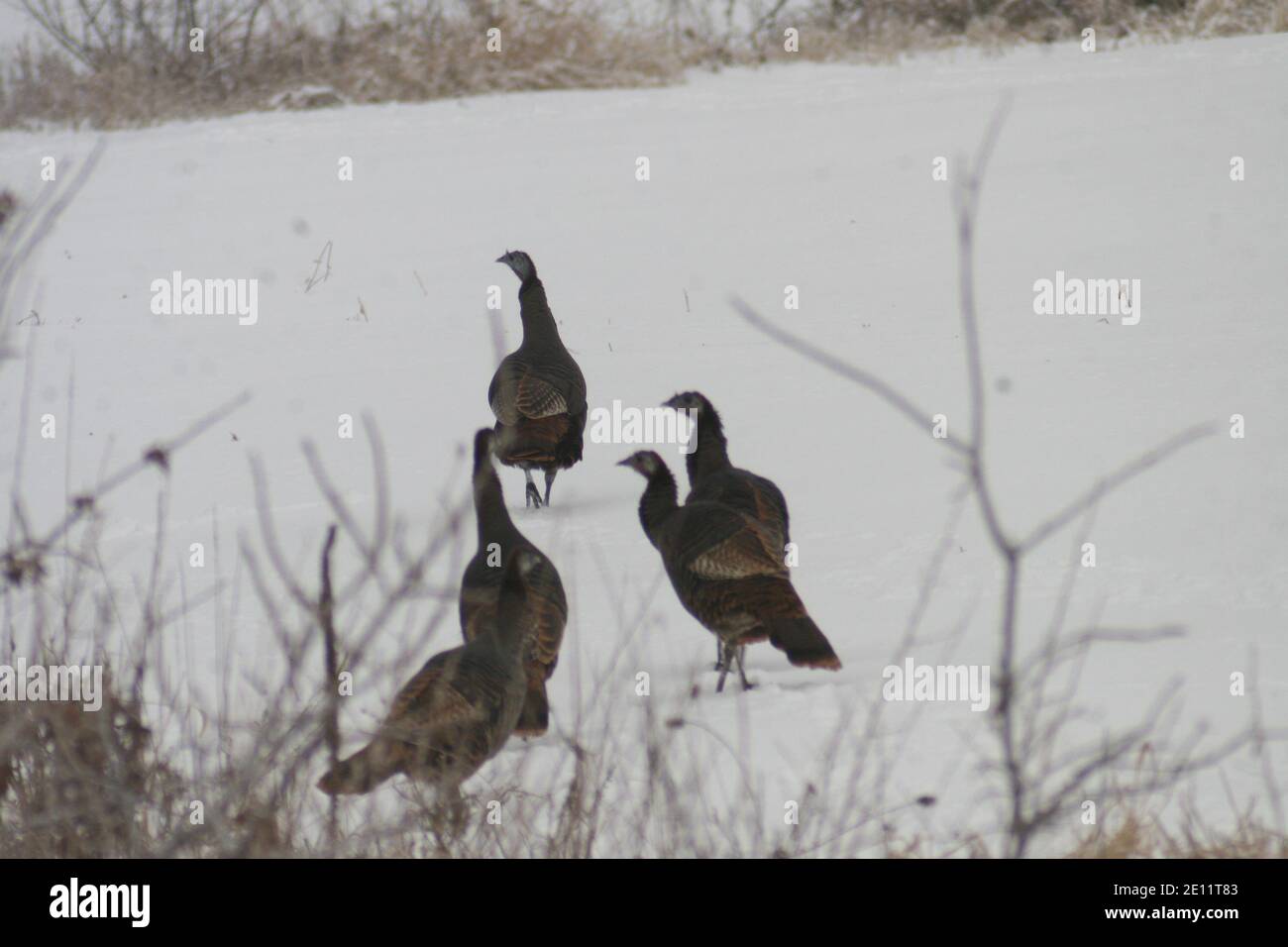 Wild Turkey in Northern Missouri, USA Stock Photo - Alamy