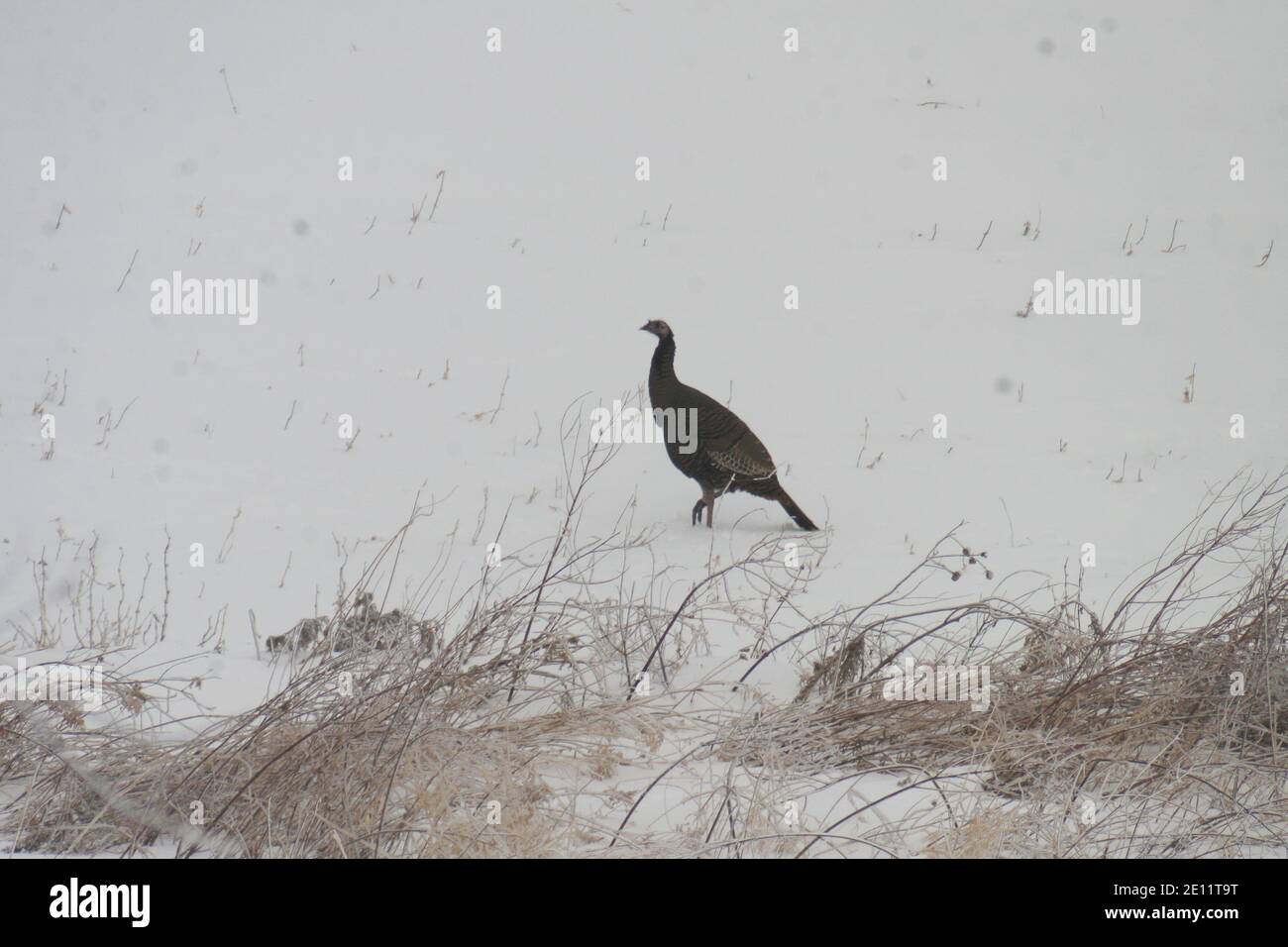 Missouri turkey hi-res stock photography and images - Alamy