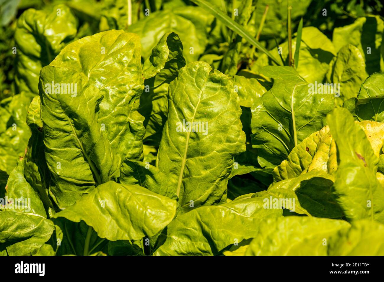 Harvesting swiss chard hi-res stock photography and images - Alamy