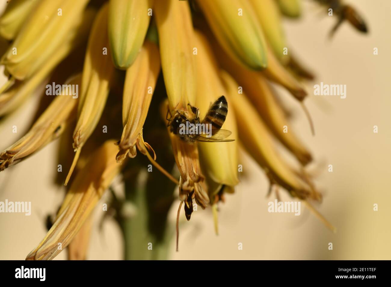 Bee on yellow Aloe Vera flowers Stock Photo - Alamy