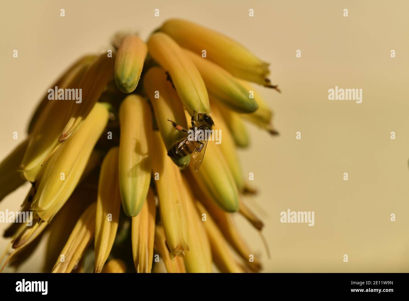 Aloe vera plant south africa hi-res stock photography and images - Alamy