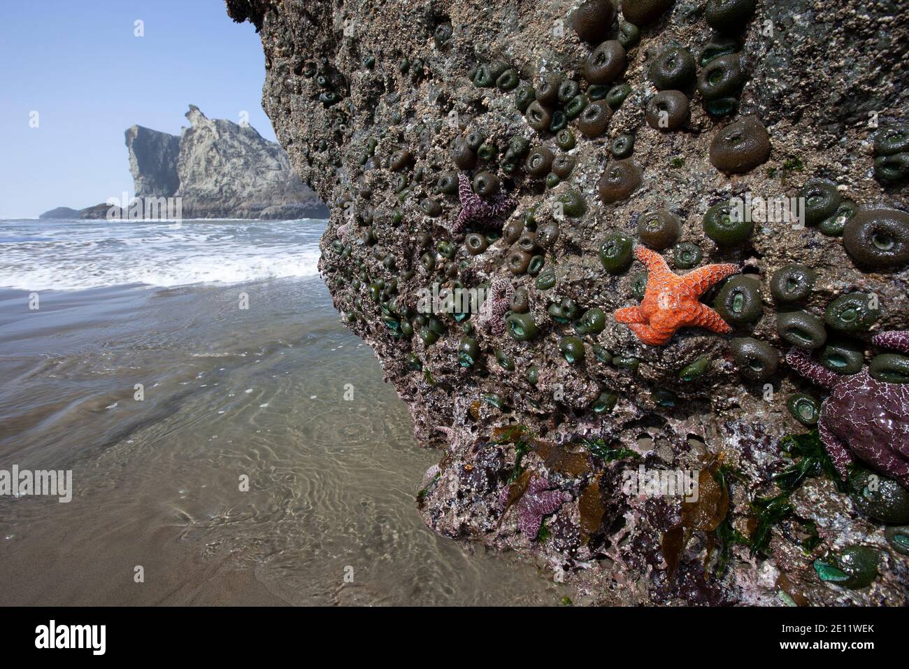 Intertidal Zone Starfish