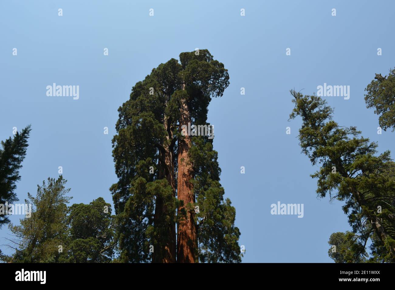 Tallest tree redwood hi-res stock photography and images - Alamy
