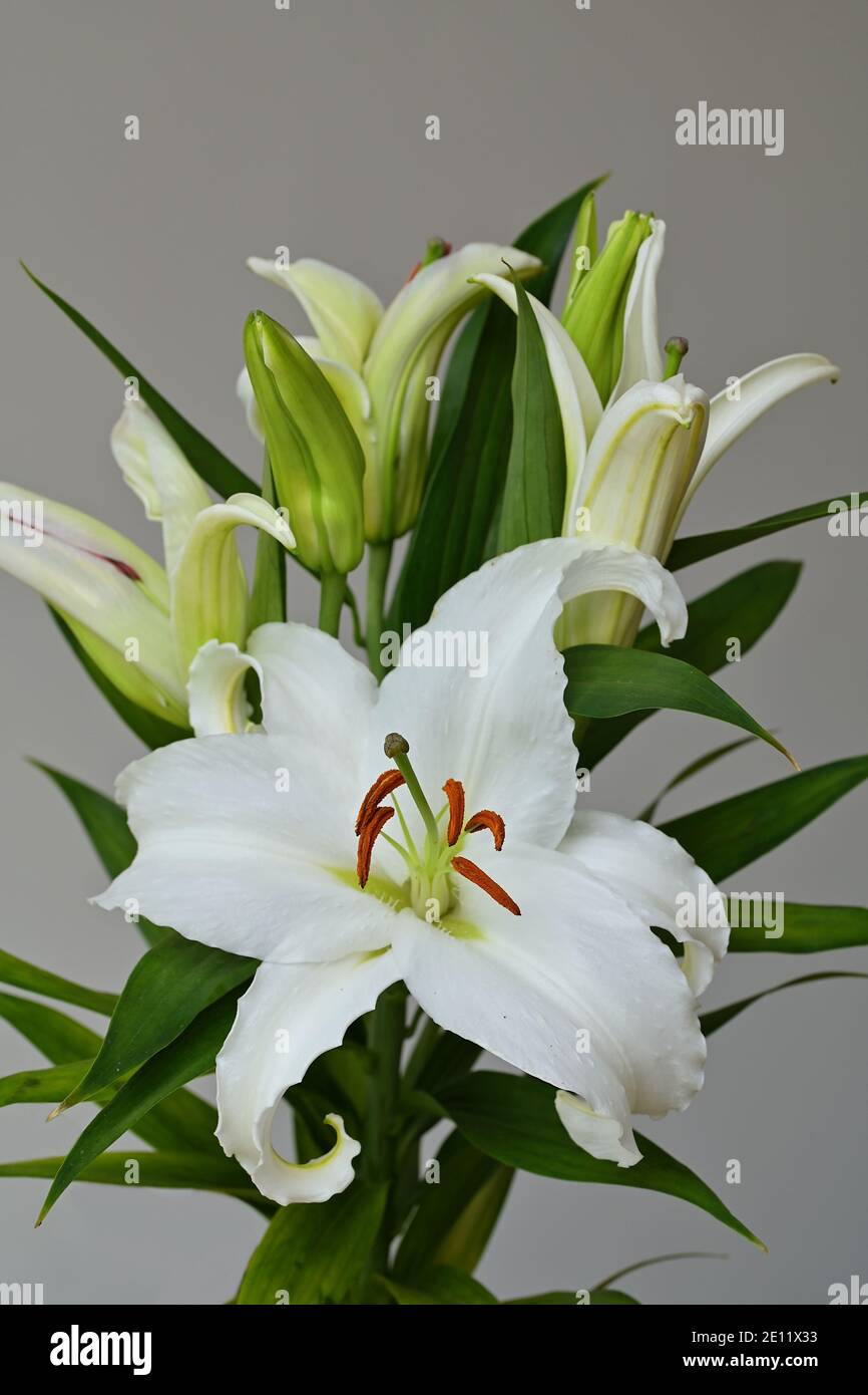 White Oriental lily flower, Lilium candidum, on off-white background ...