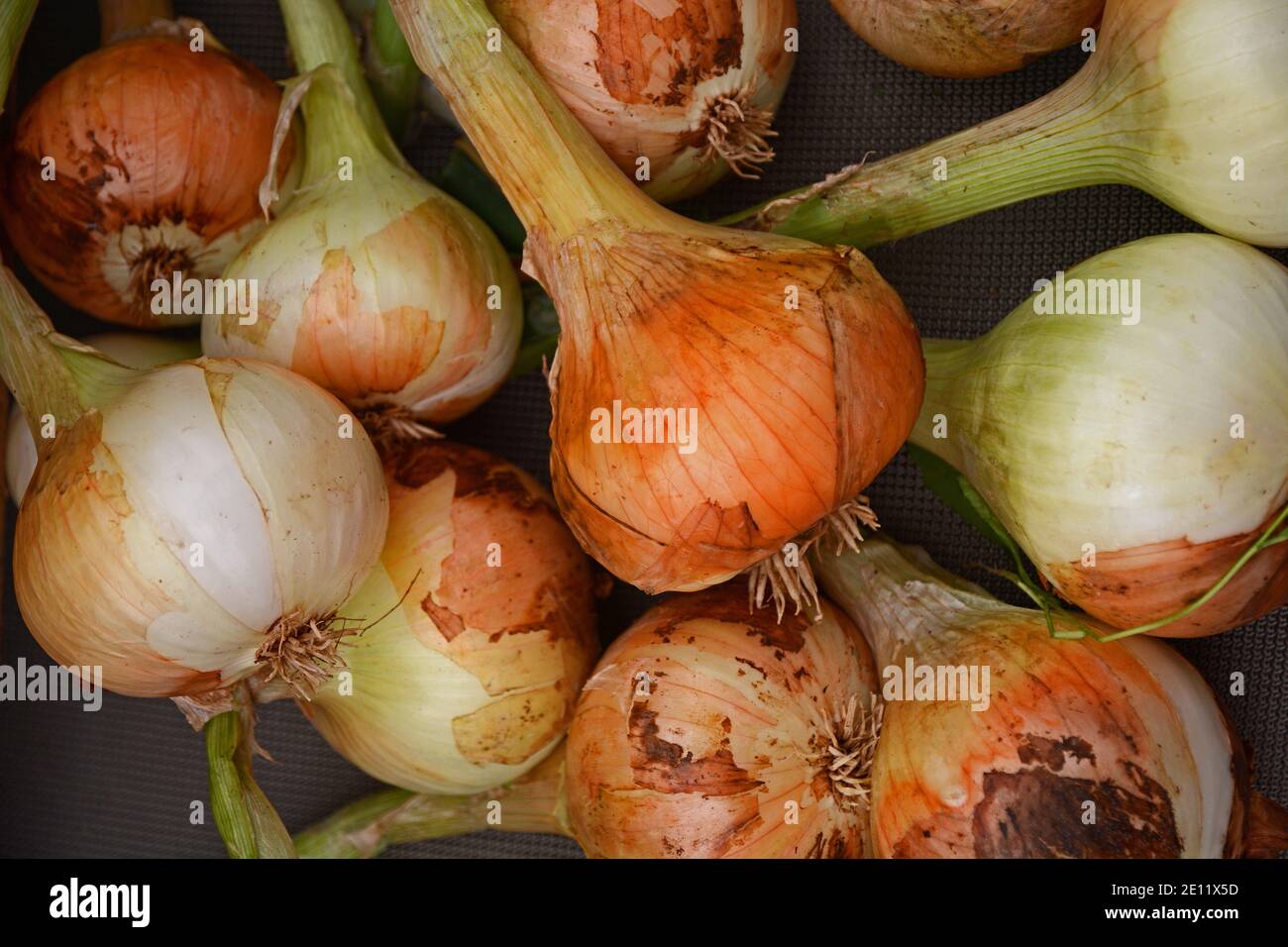 Raw white onions hi-res stock photography and images - Alamy