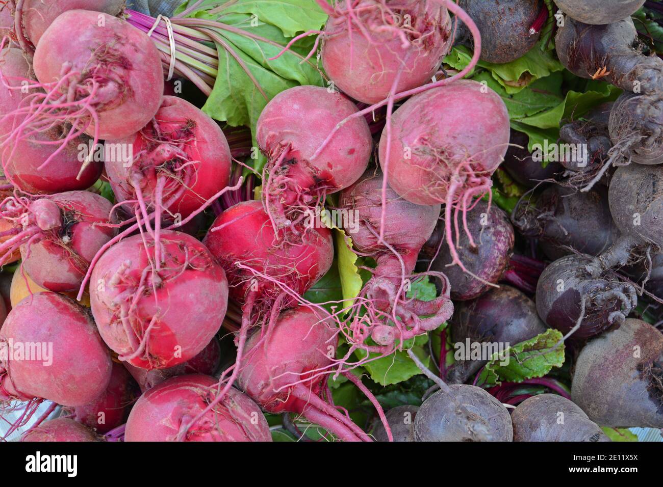 Fresh organic red and purple beets on display Stock Photo - Alamy
