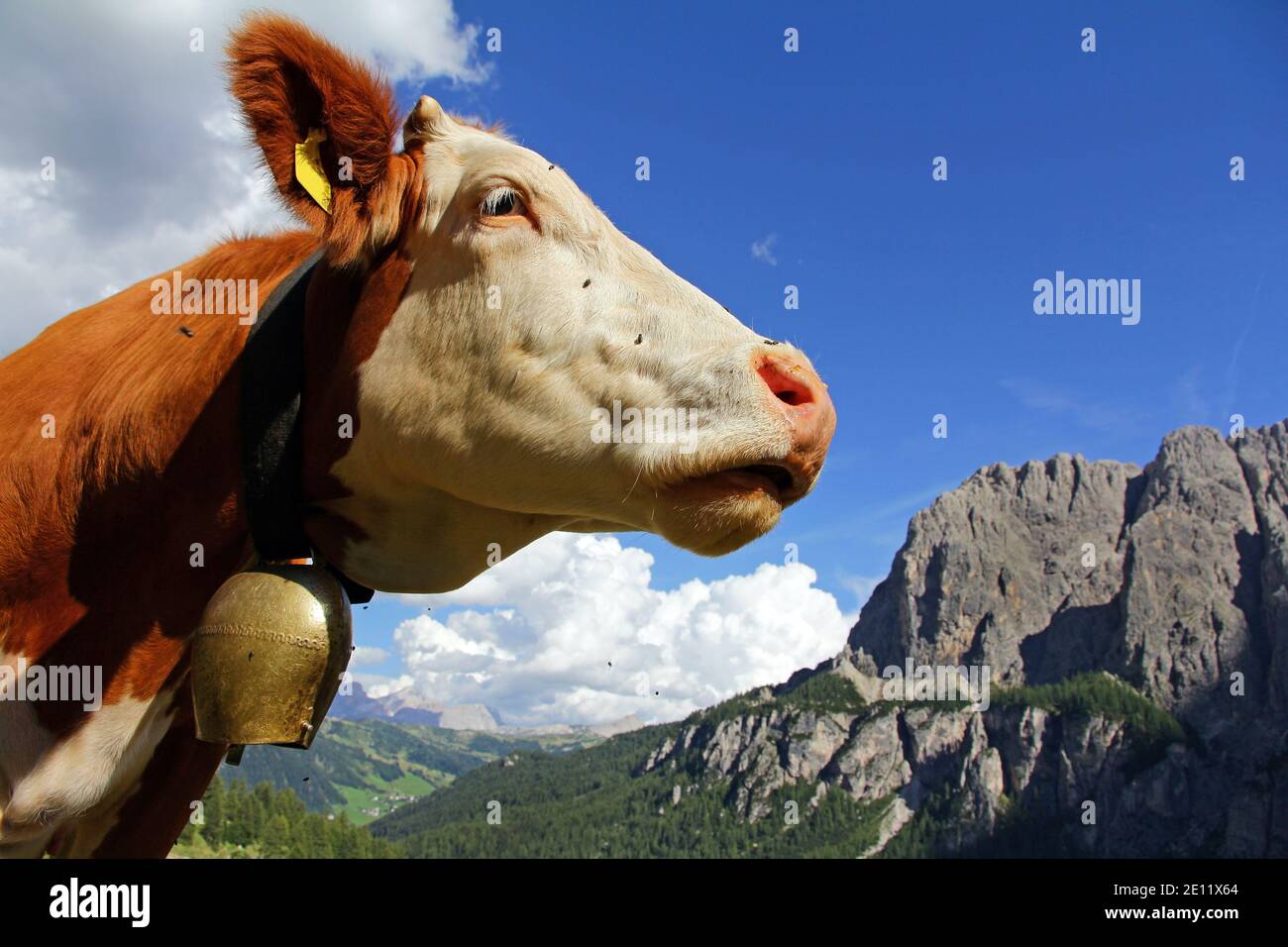 A pretty cow with horns and bell with in the mountains of Italy Stock ...