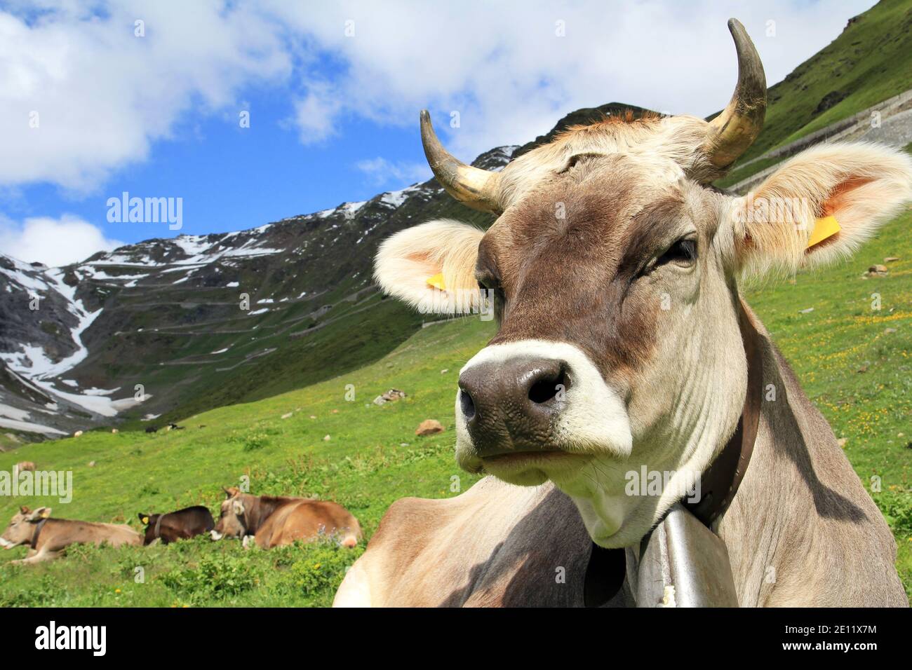 A pretty cow with horns and bell with in the mountains of Italy Stock ...