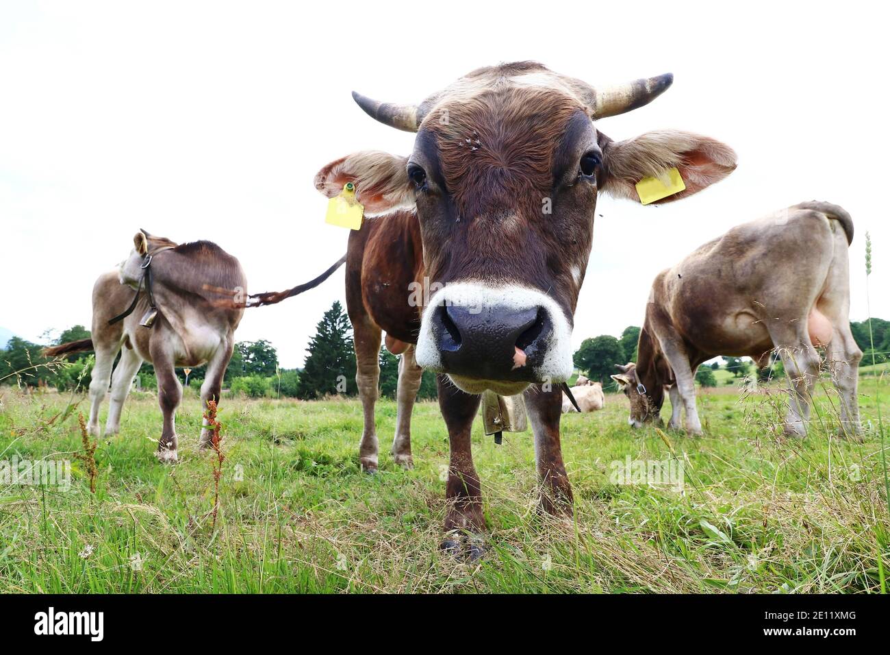 Bavarian Cow Bell High Resolution Stock Photography and Images - Alamy