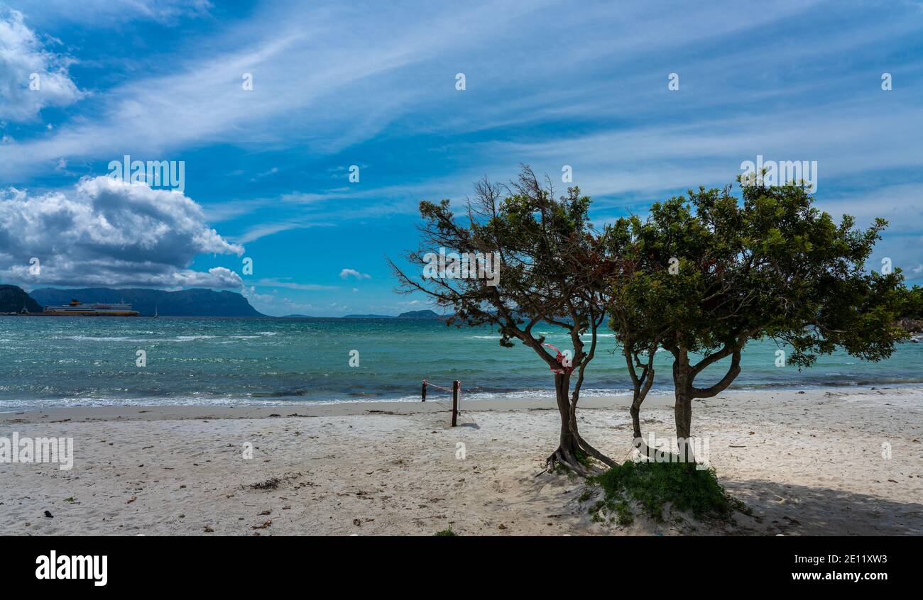 Tree At The Beach Stock Photo - Alamy