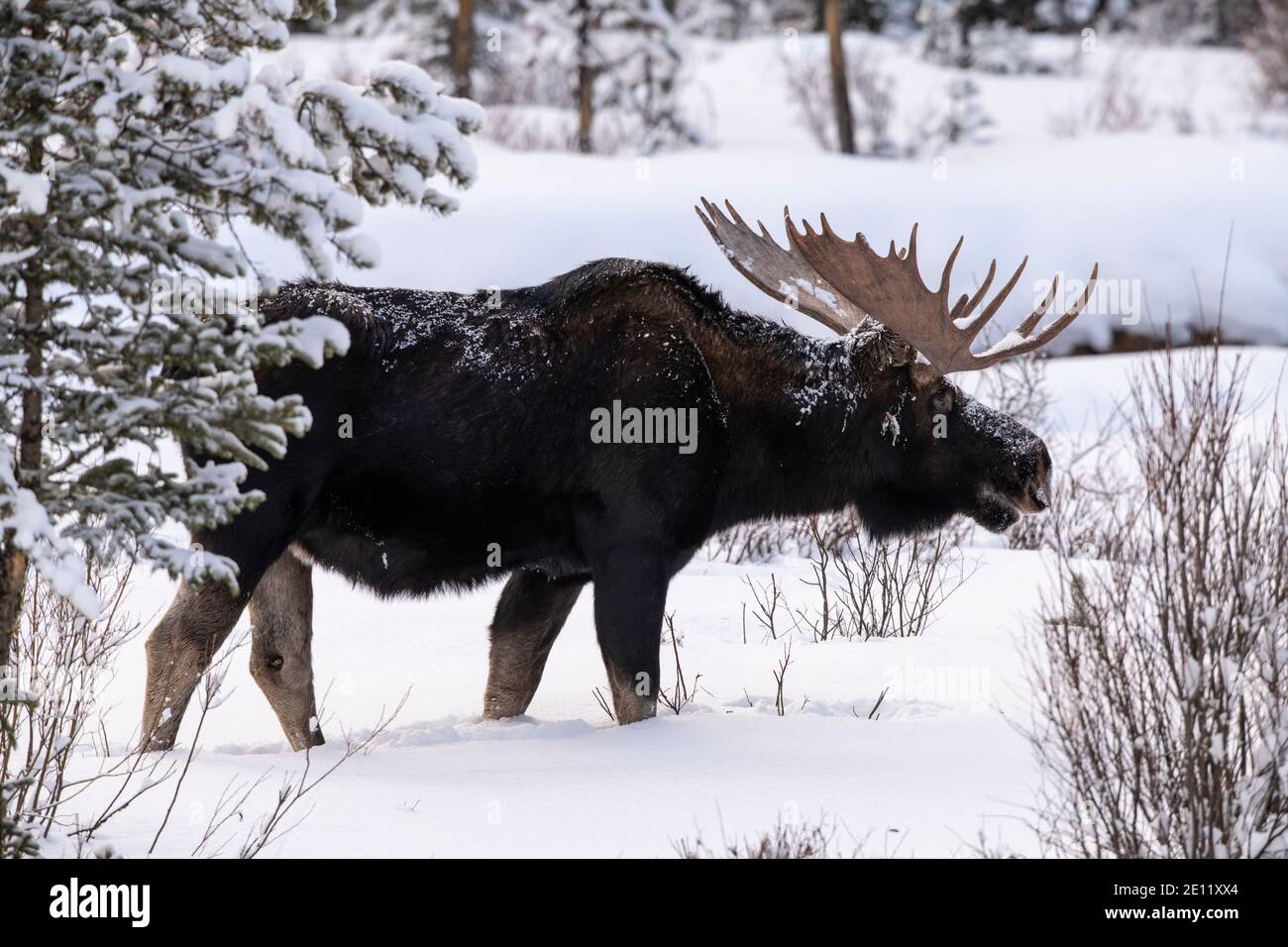 Arctic Moose In Snow