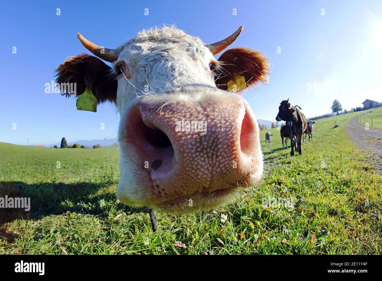 Pretty dairy cows with horns and cowbells on a pasture in bavaria Stock ...