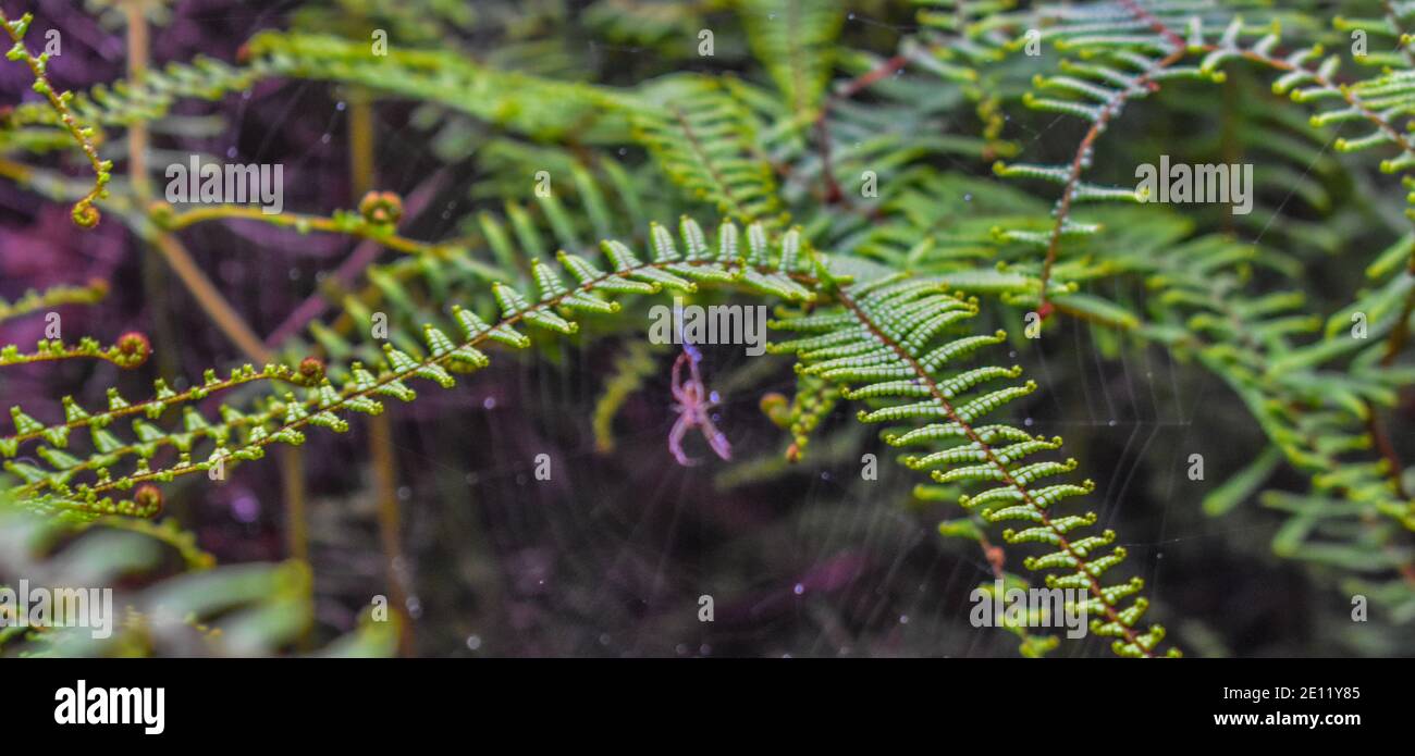 a spider in a web that was made in ferns Stock Photo - Alamy