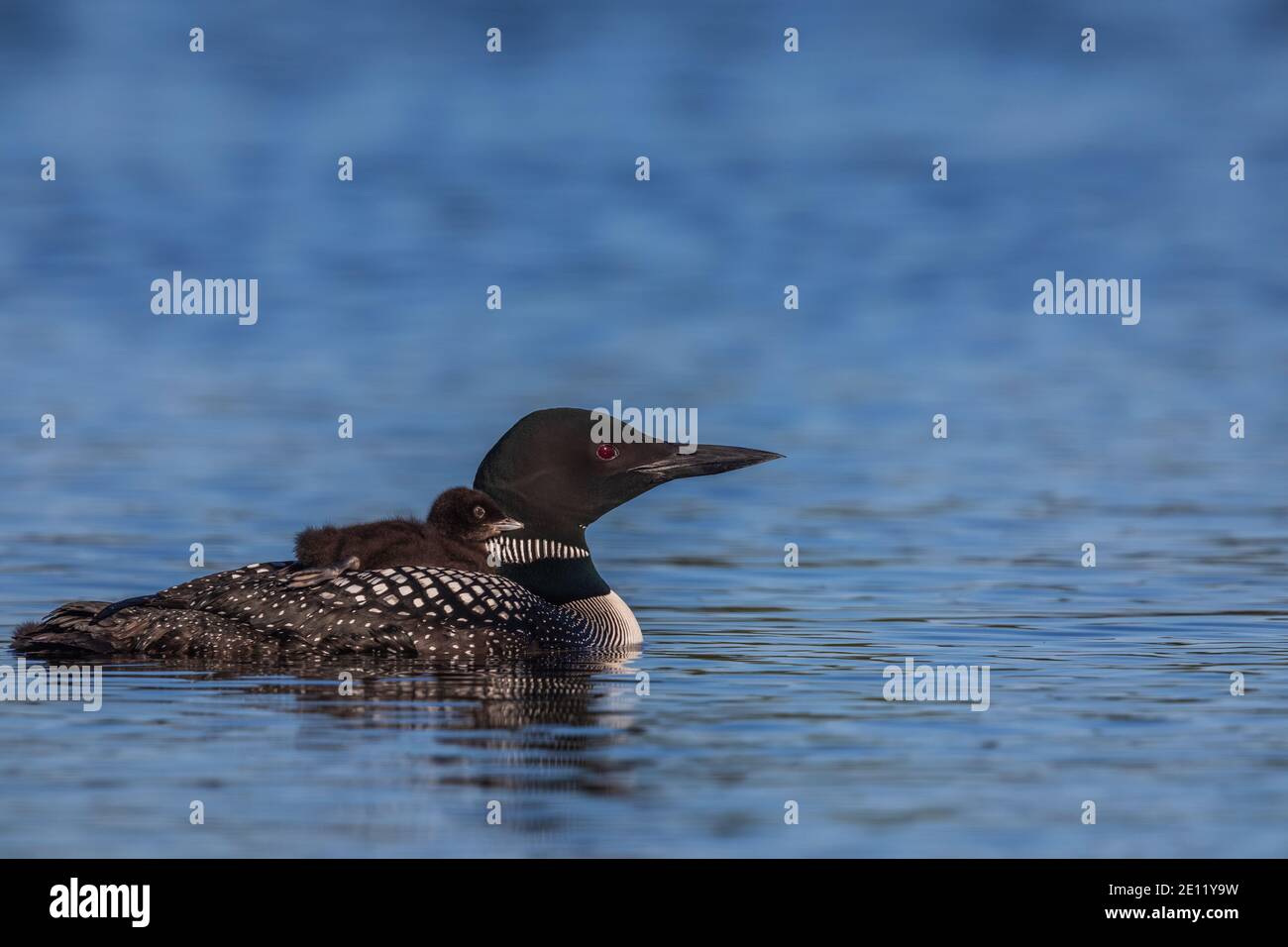 Common loons on Day Lake in northern Wisconsin Stock Photo - Alamy