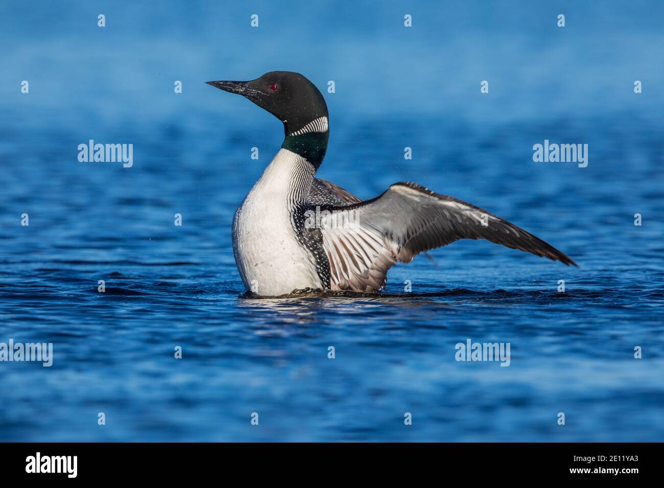 Common loon stretching wings hi-res stock photography and images - Alamy