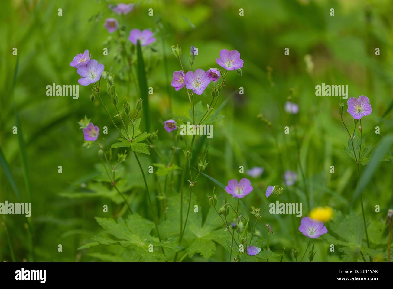 Wild geranium growing in a northern Wisconsin woodland Stock Photo - Alamy