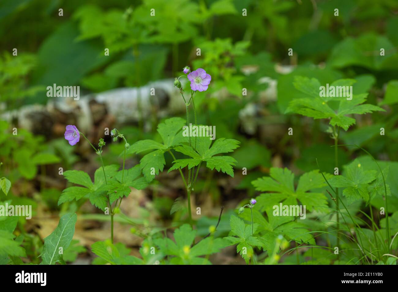 Wild geranium growing in a northern Wisconsin woodland Stock Photo - Alamy