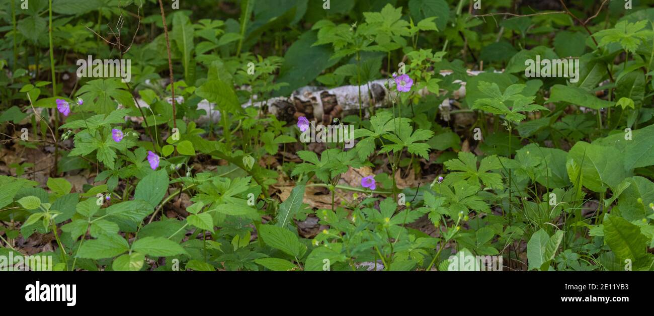 Geranium maculatum flowers hi-res stock photography and images - Alamy