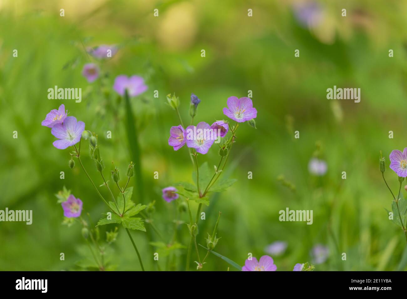 Wild geranium growing in a northern Wisconsin woodland Stock Photo - Alamy