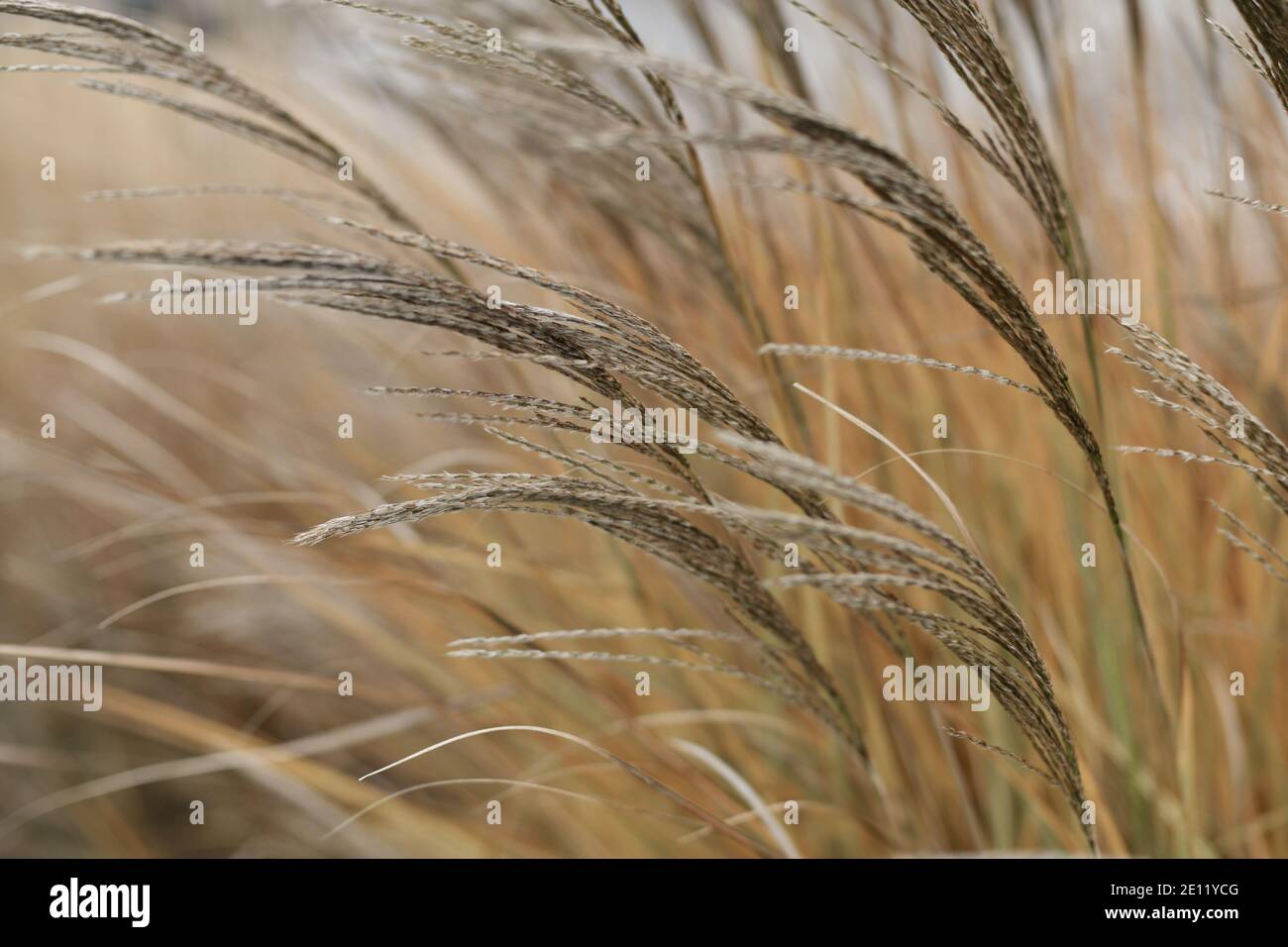 Minimal windy landscape hi-res stock photography and images - Alamy