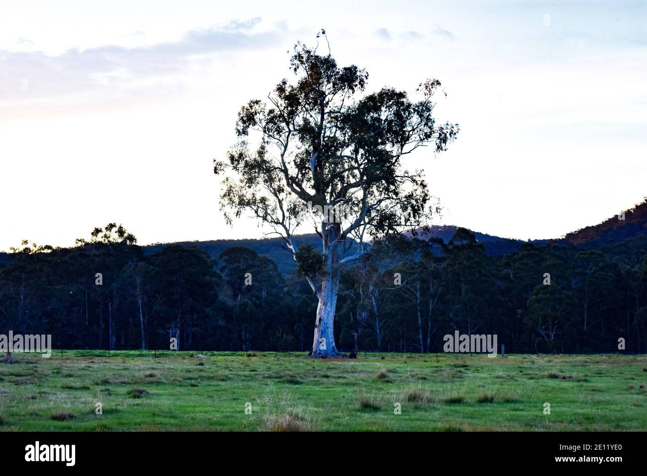 a lone scraggly tree at sunset in Megalong Valley NSW Australia Stock ...