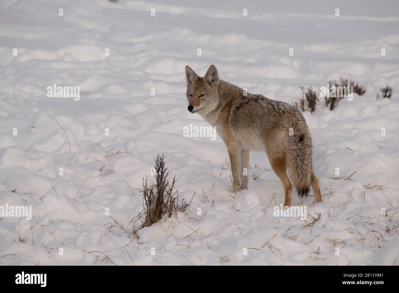 Watching wolf yellowstone hi-res stock photography and images - Alamy
