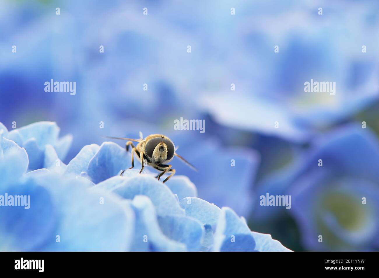 Insect with blue eyes hi-res stock photography and images - Alamy