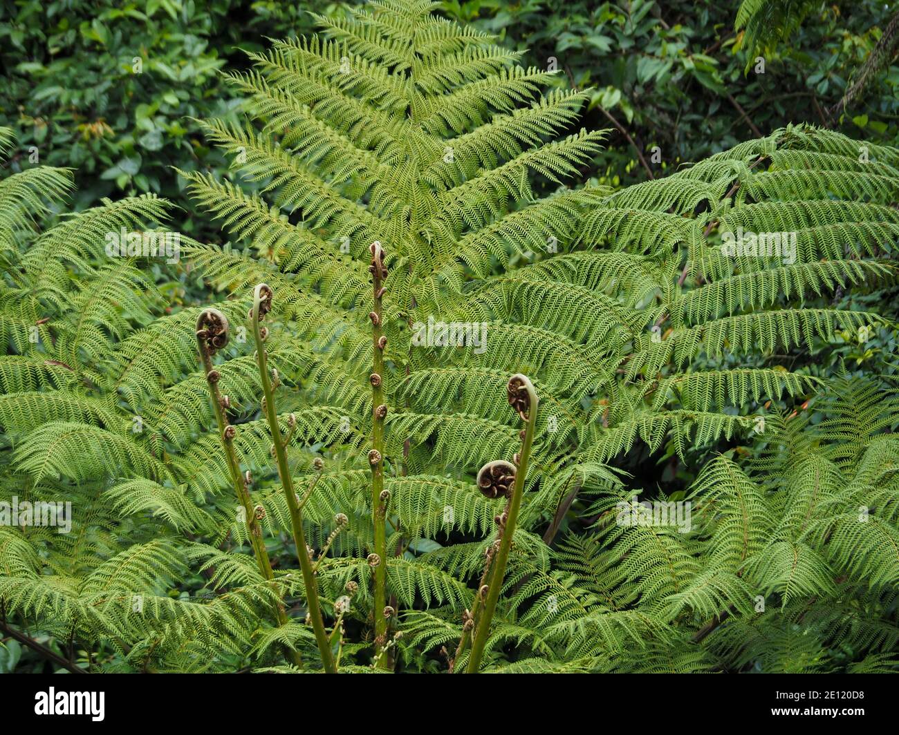 Large bushy Australian tree fern with new spiral fronds emerging from ...