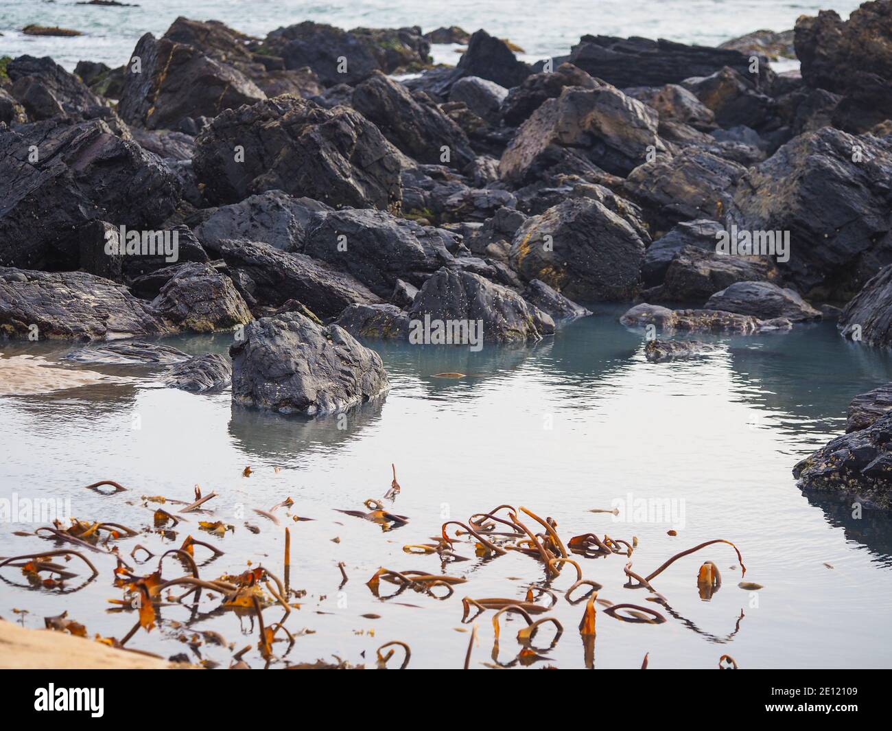 Plants poking through hi-res stock photography and images - Alamy