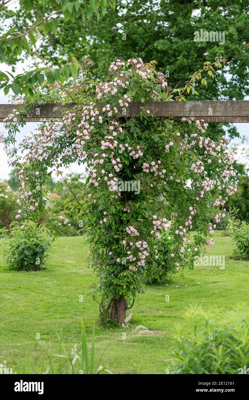Pink roses hanging in the garden. Suspended roses Stock Photo - Alamy