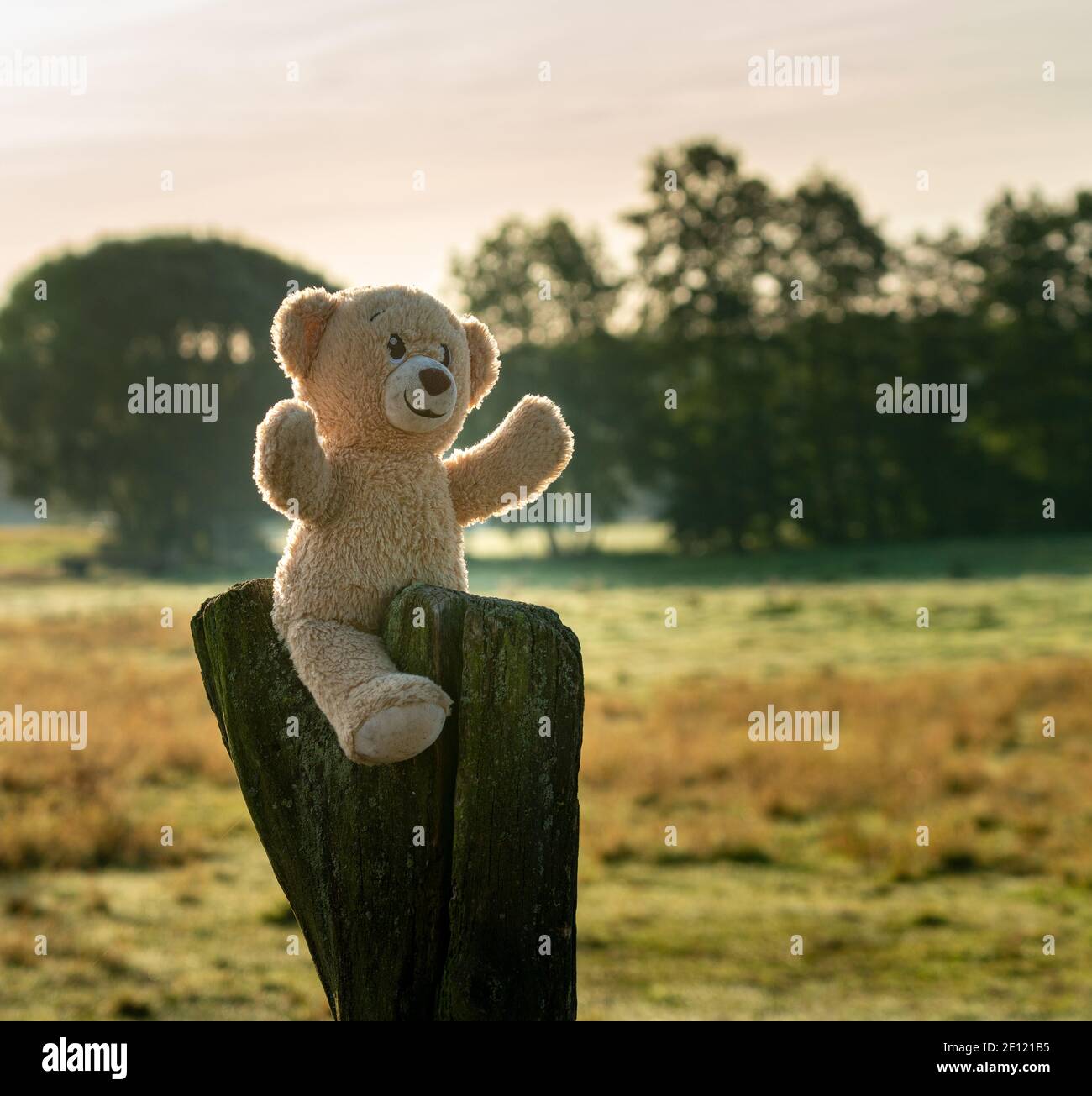 Substance bear hi-res stock photography and images - Alamy