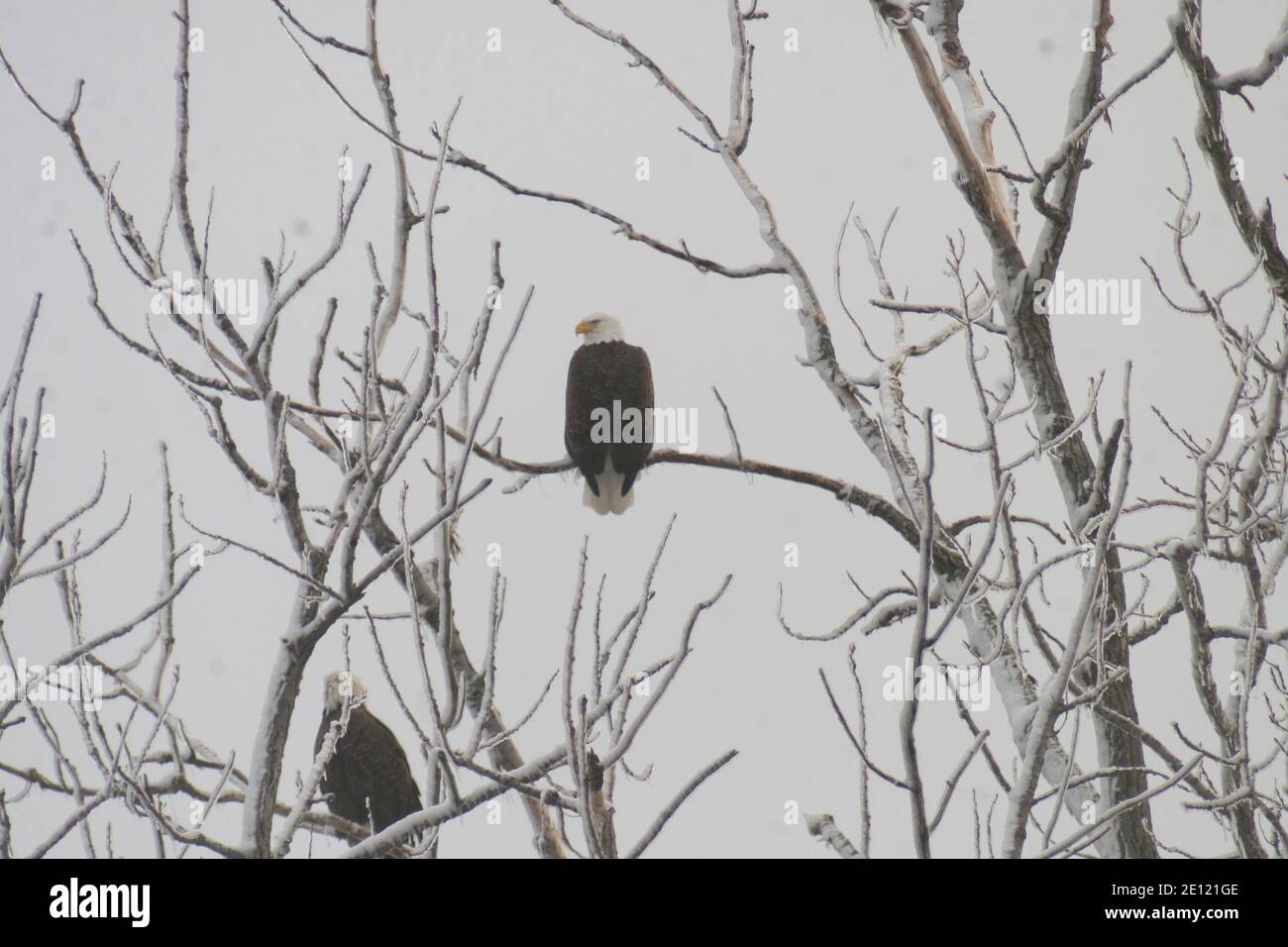 American Bald eagle in Northern Missouri, USA Stock Photo - Alamy