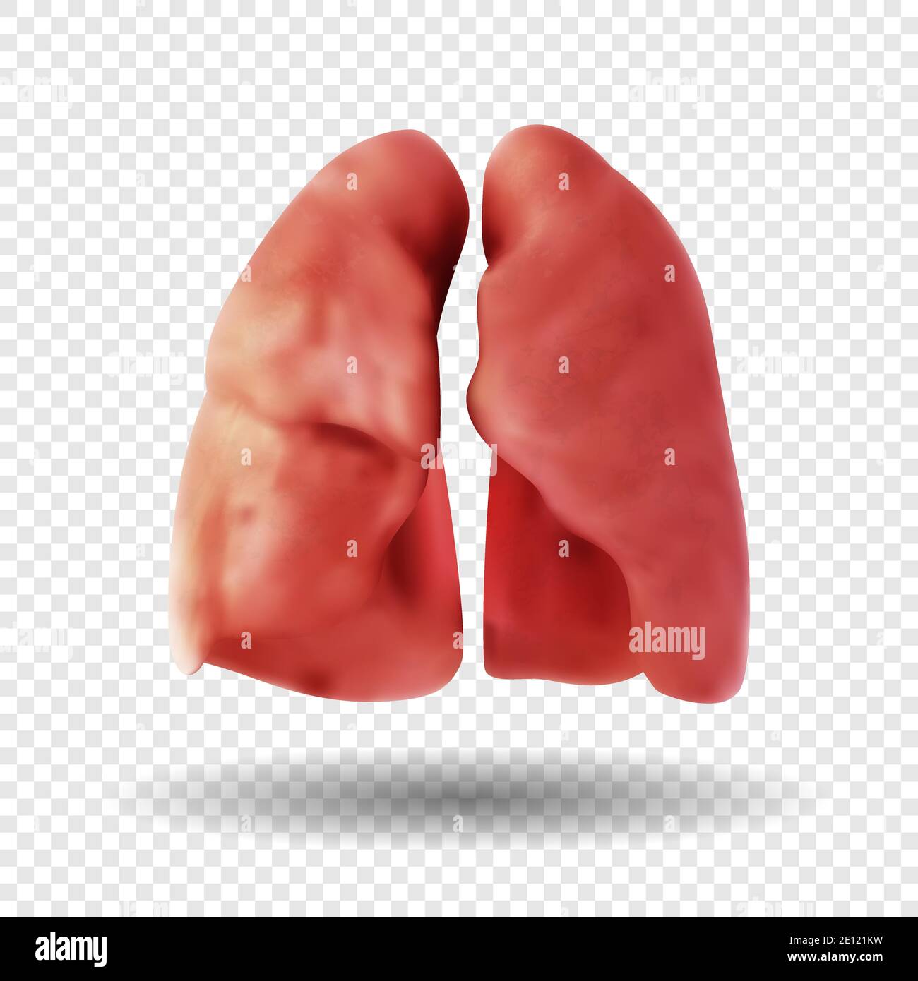 Healthy Human Lungs isolated on transparent background. human ...