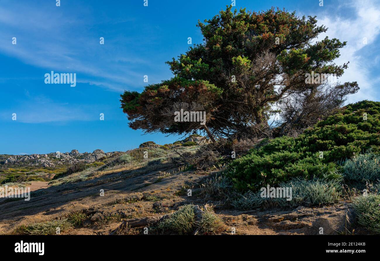 Tree On A Small Hillside Stock Photo - Alamy