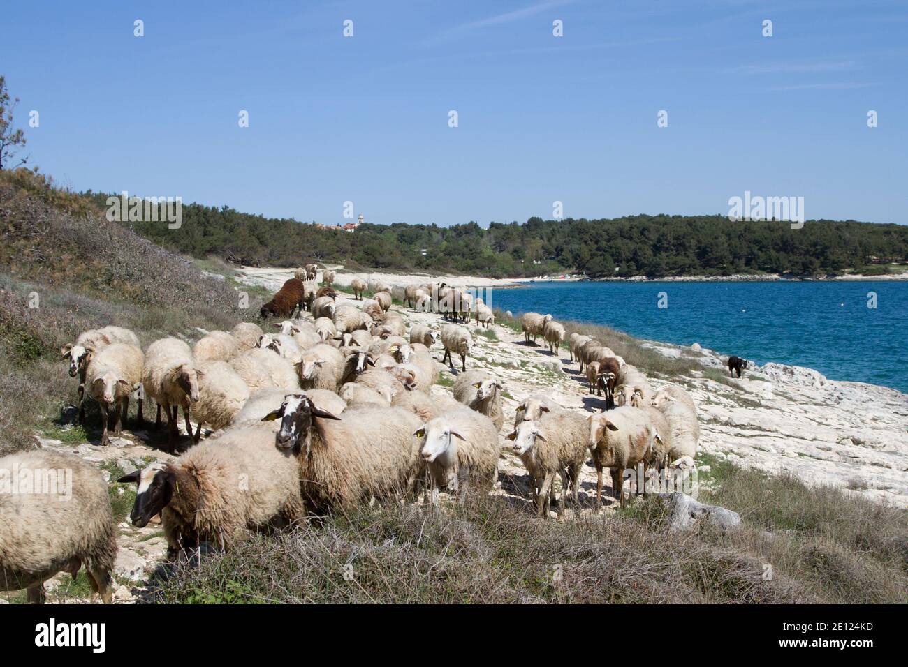 Comfortable Sheep In Istria Will Find Grasses And Food On The Karst ...