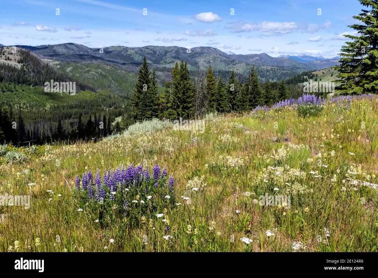 WA17506-00.....WASHINGTON - View from the top of Skull and Crossbones ...