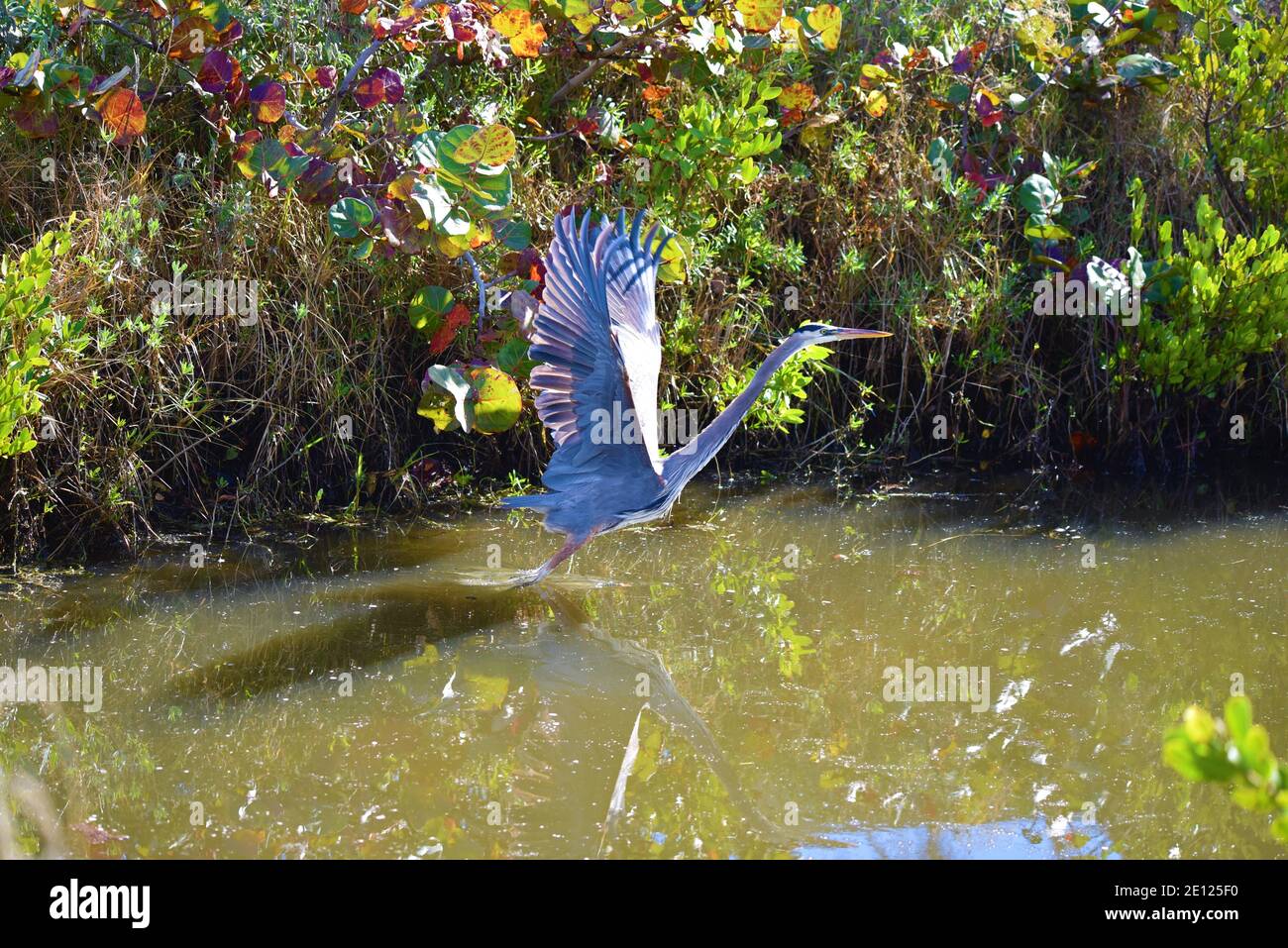 Raven taking flight hi-res stock photography and images - Alamy