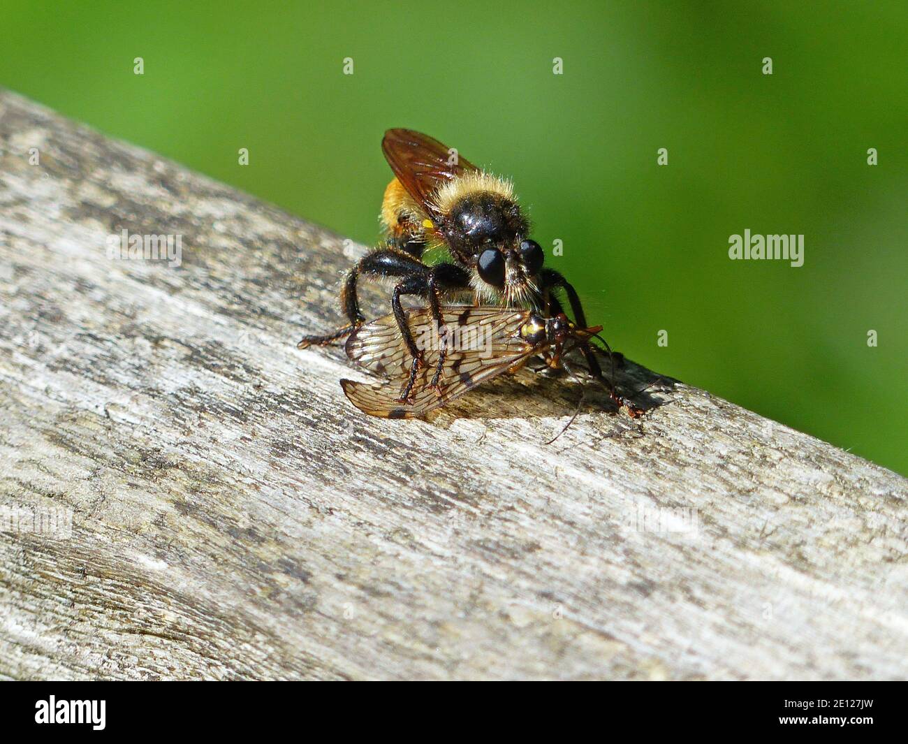 The Stronger One Wins. Insect Eats Insect Stock Photo - Alamy