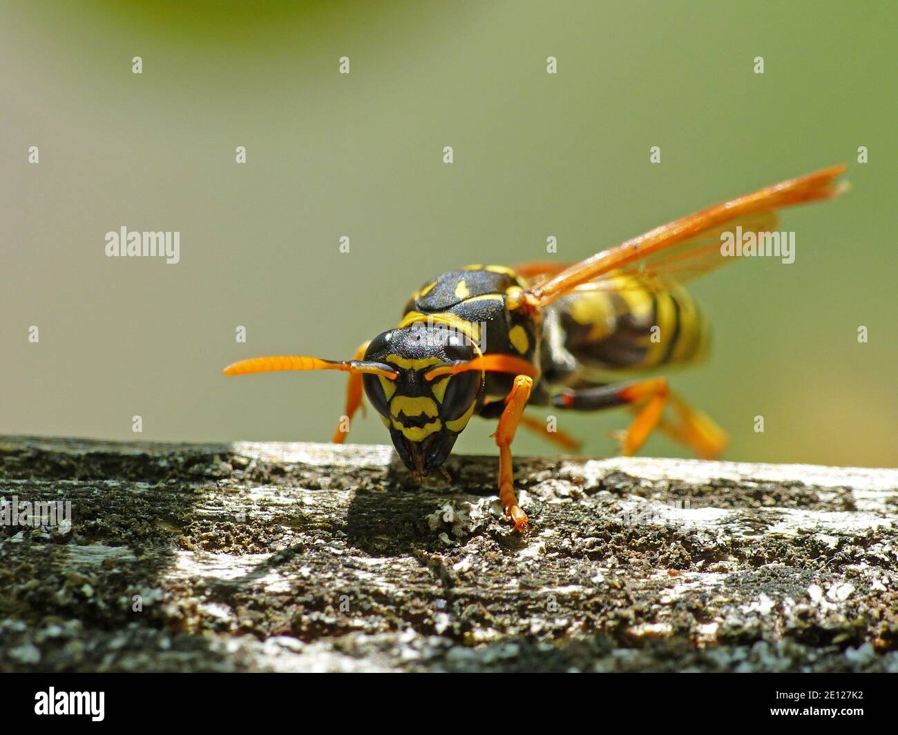 Waist wasps hi-res stock photography and images - Alamy
