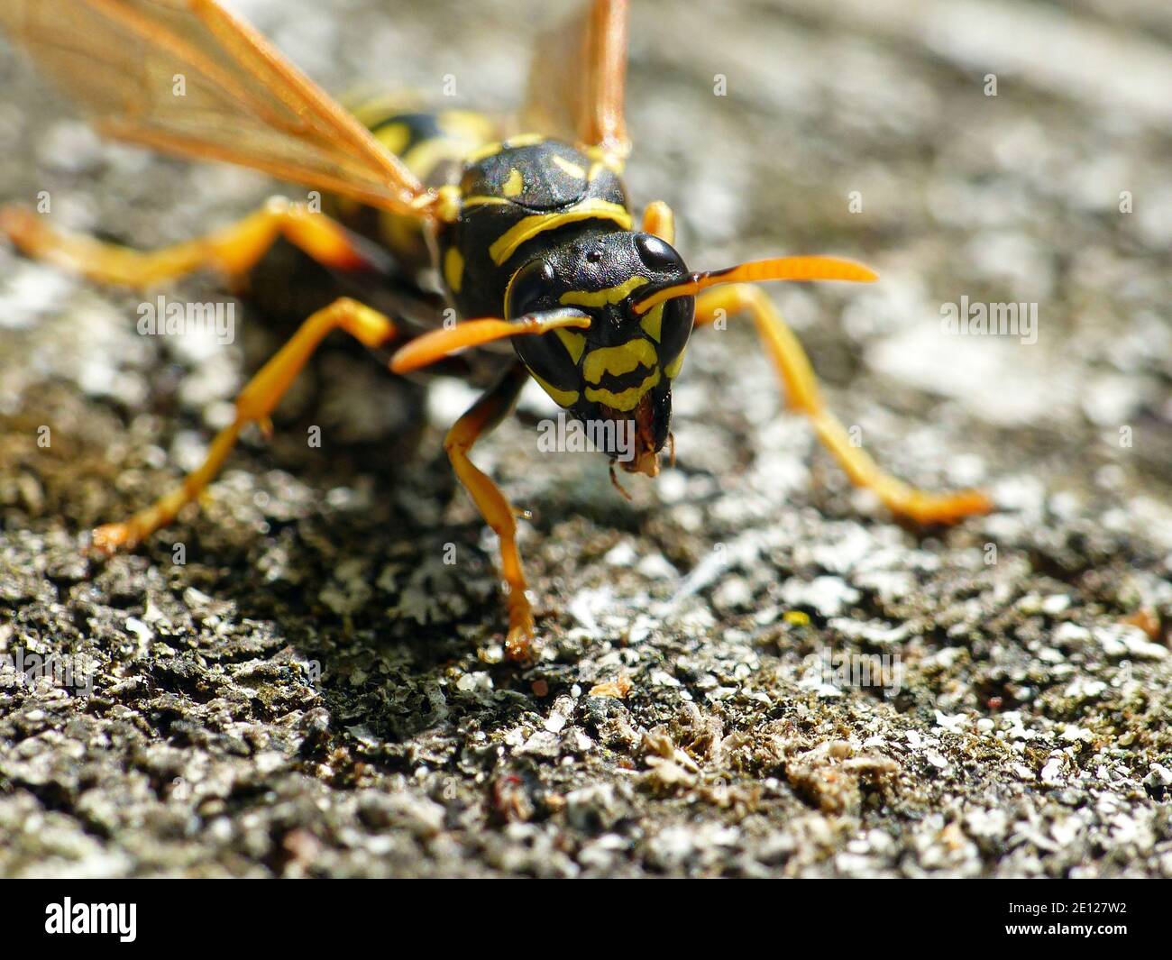 Waist wasps hi-res stock photography and images - Alamy