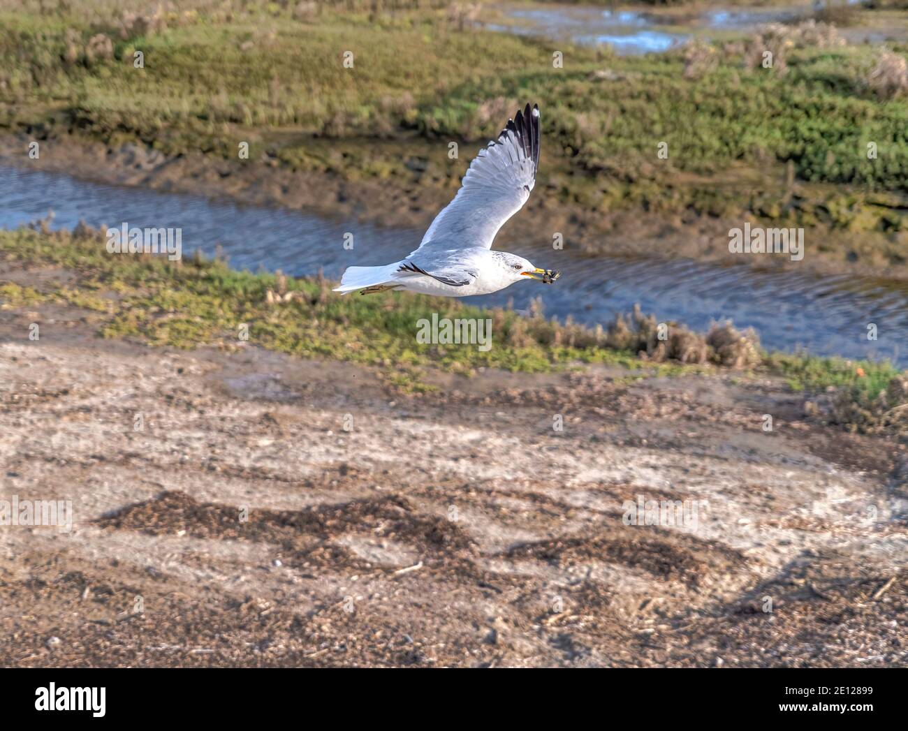 White bird soaring over wetlands of Bolsa Chica Nature Reserve ...