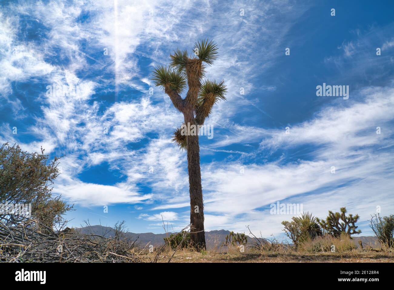 Joshua tree plant against blue sky and clouds at sunny Joshua Tree ...