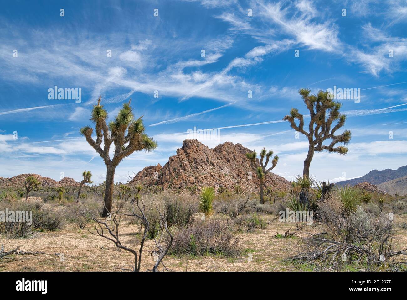 Joshua Tree National Park in California with Joshua tree plants against ...