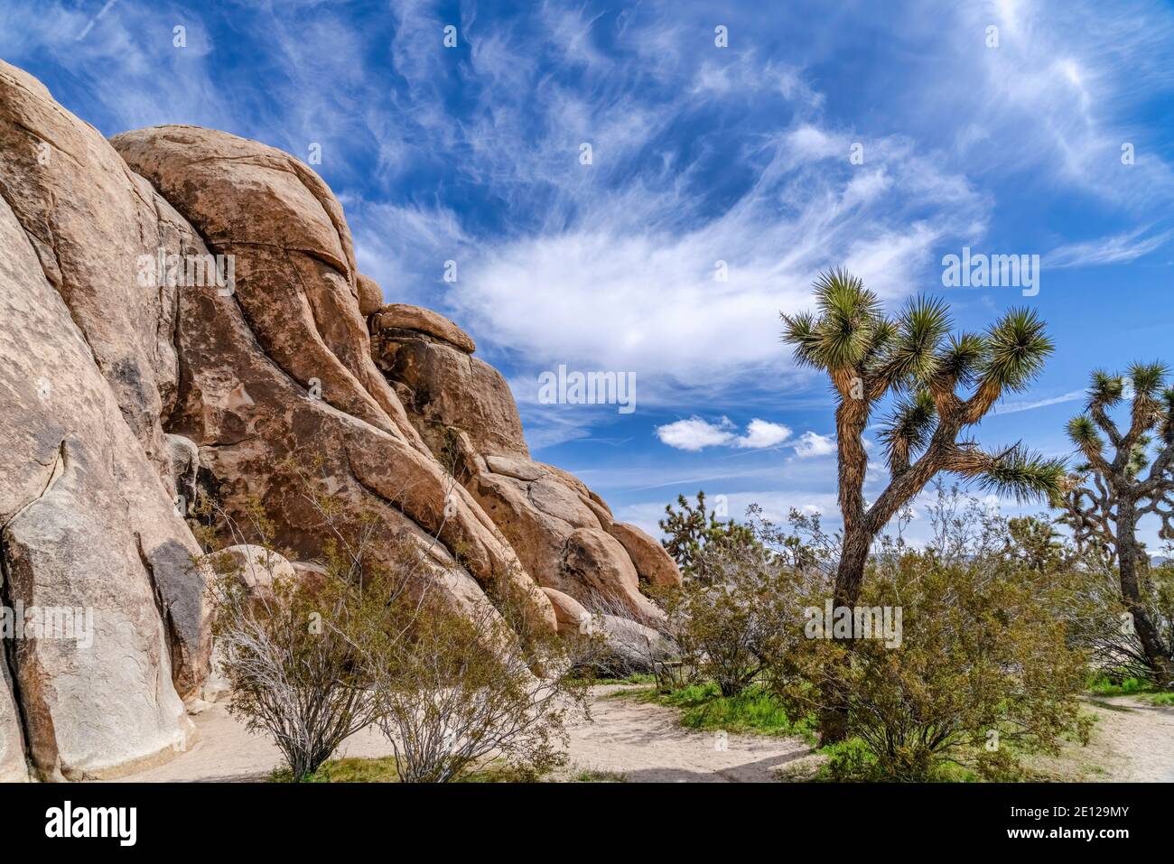 Joshua Tree California desert landscape with Joshua trees and rocky ...
